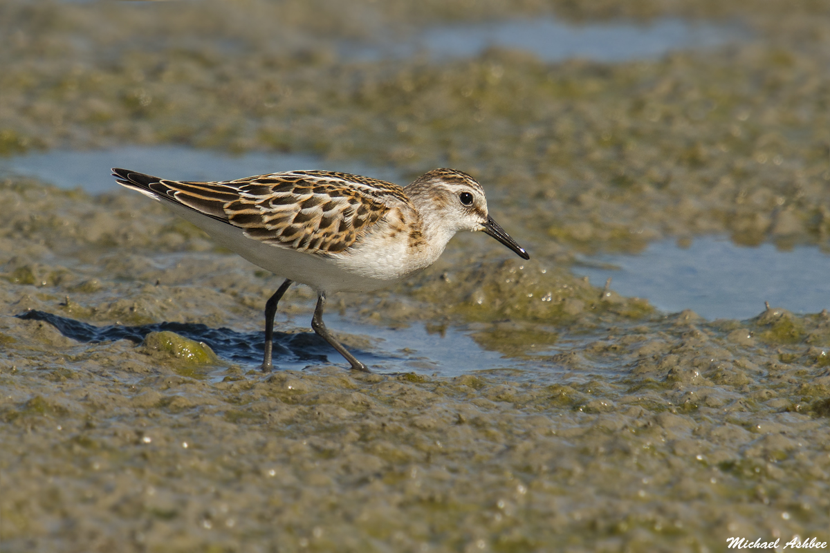 STINT IDENTIFICATION