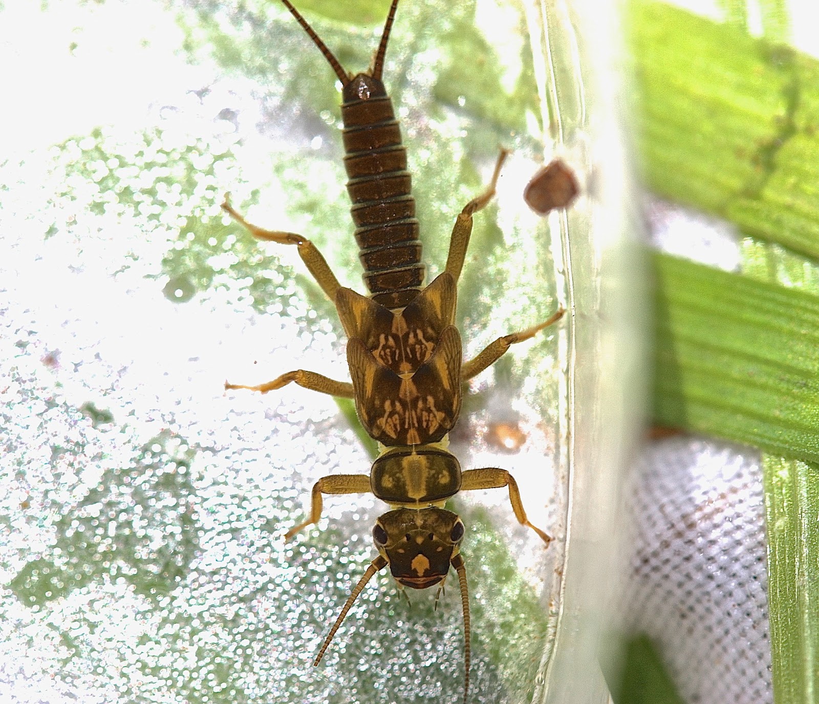 Aquatic Insects of Central Virginia: Is it a new Epeorus flatheaded ...