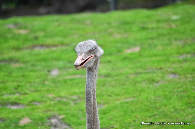 Smiling Ostriches in Berlin zoo - eNidhi India Travel Blog
