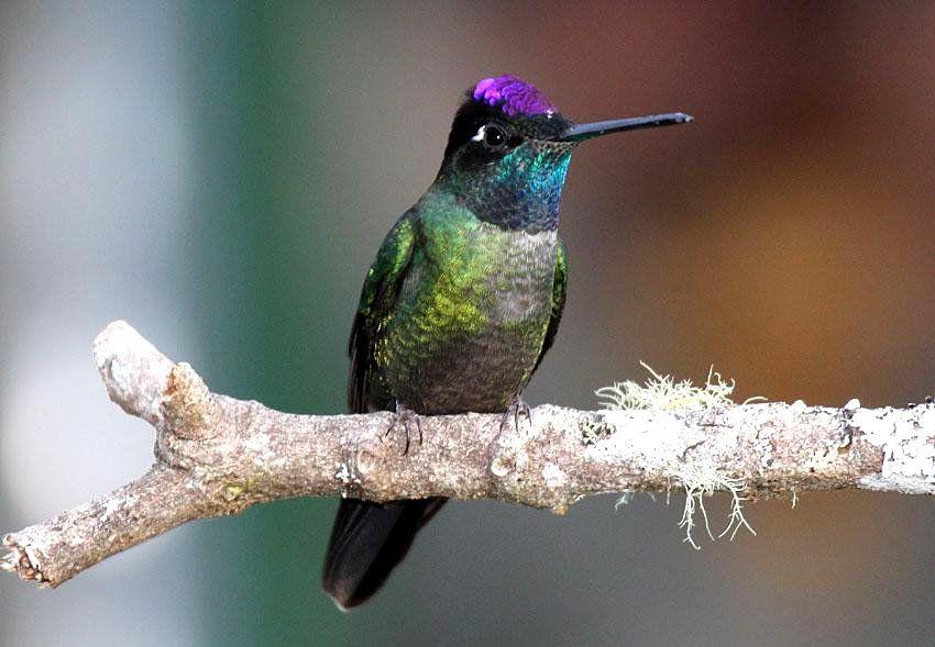 Bellas Aves de El Salvador: Eugenes fulgens (colibrí magnífico)