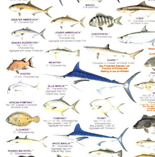 List Of Fish Families - Fish Family