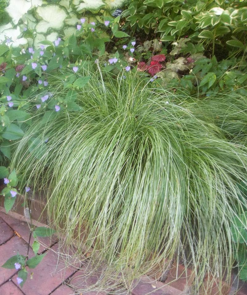 Future Plants by Randy Stewart: Carex - Ornamental Sedge