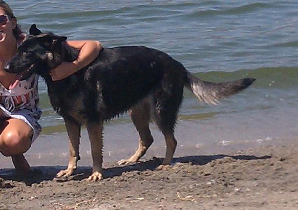 LOST Black German Shepherd