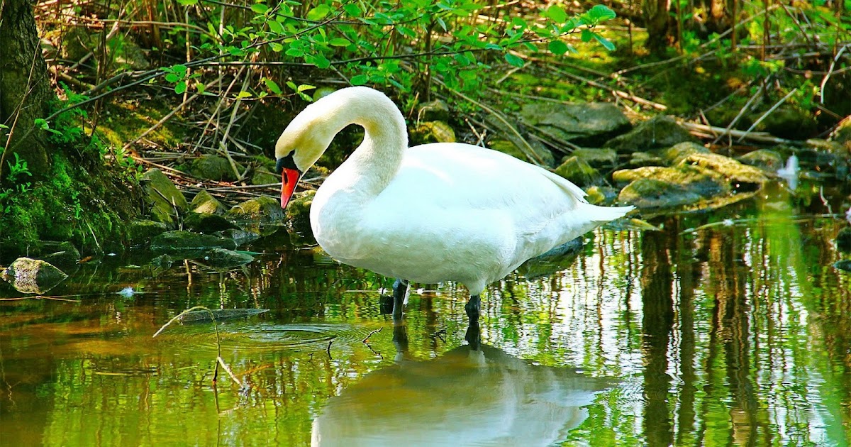 Wallpapers Cisne