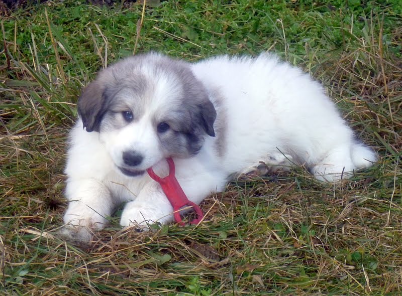 Rural Revolution: Puppy love