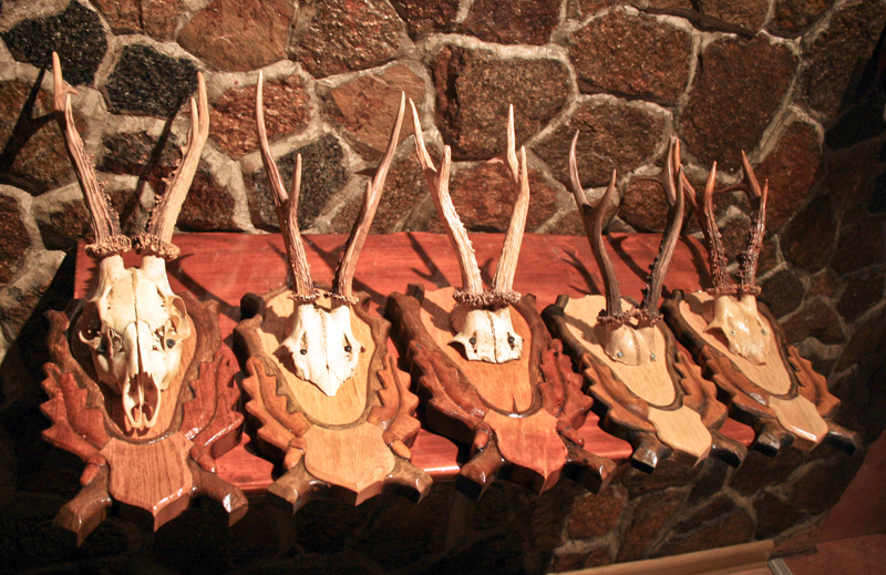 panoplii de vanatoare: trofee de vanatoare, coarne