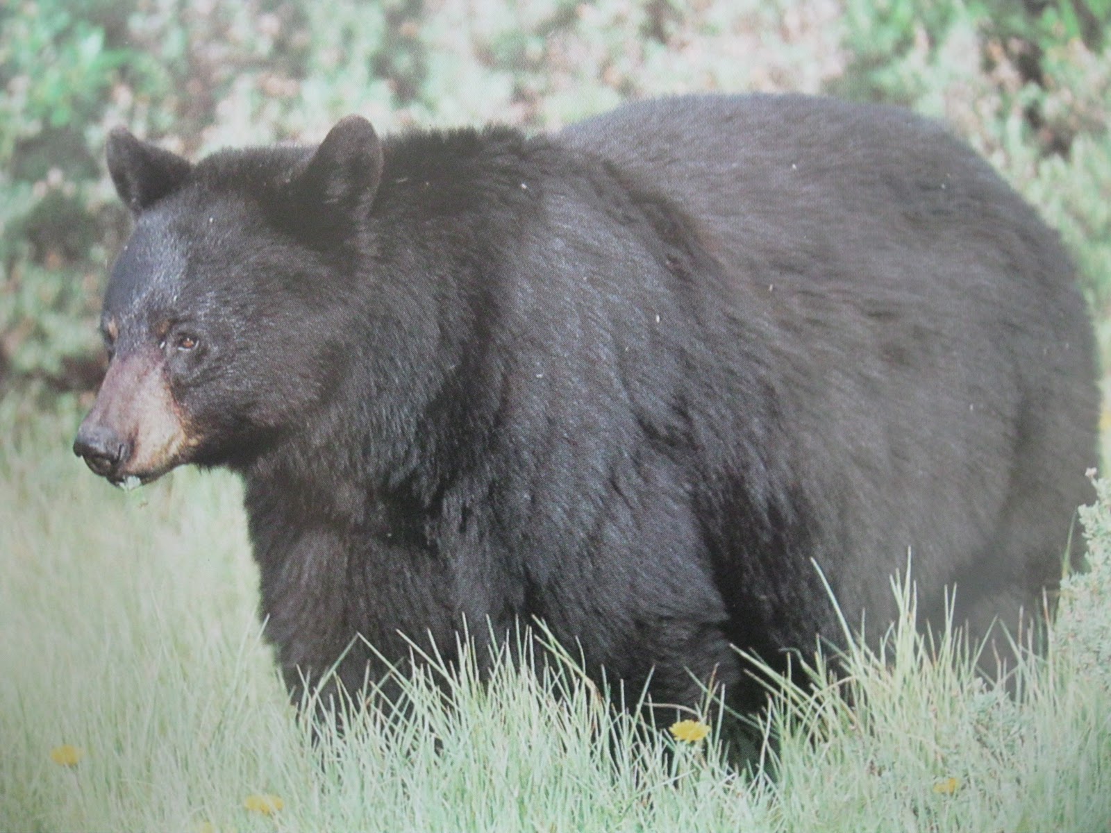 Wildlife in Southern California: Mammals
