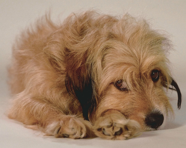 To Dog With Love: Could Your Pup be the Next Benji? Open Casting for ...