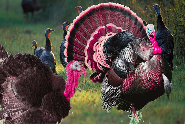 The history of turkey chicken and the easy way of celebrating turkey ...