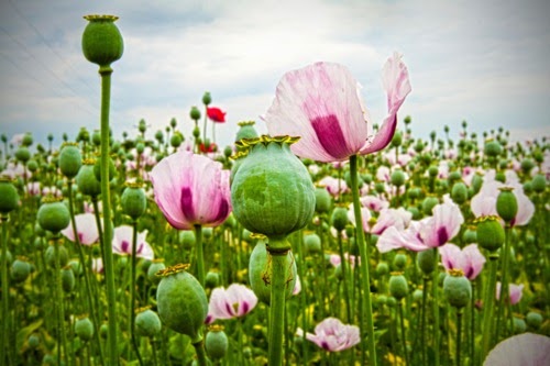 Hanjaeli: Apa hubungannya, bunga poppy dengan cupang hias?