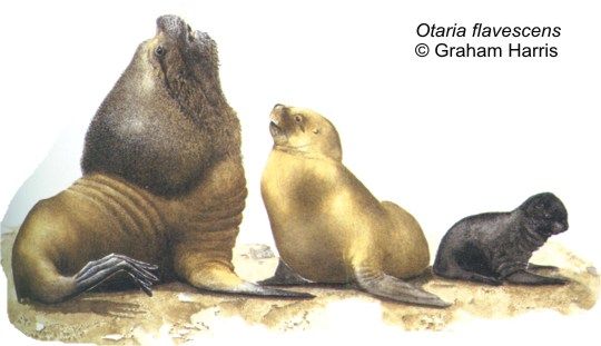 Argentina nativa: León marino sudamericano (Otaria flavescens)