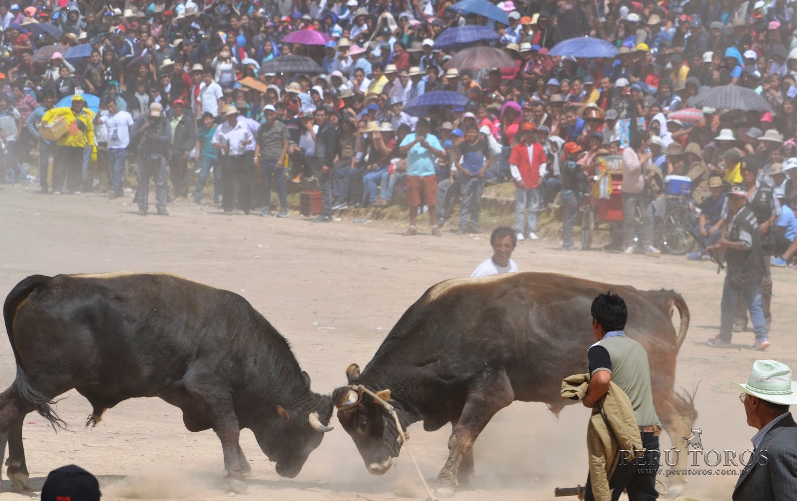 PERÚ TOROS: PELEA DE TOROS EN MACHE
