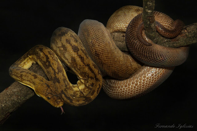 Ular Asli Indonesia: Python timoriensis