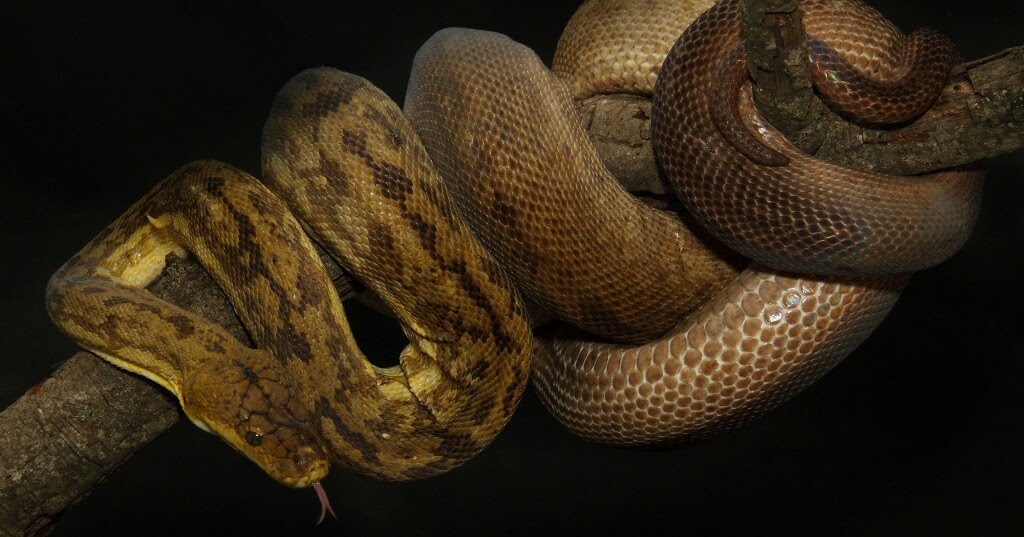 Ular Asli Indonesia: Python timoriensis