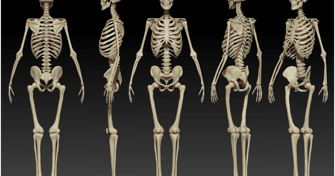 Pras Academy - SMP: Fungsi Tulang dan Struktur Tulang Manusia