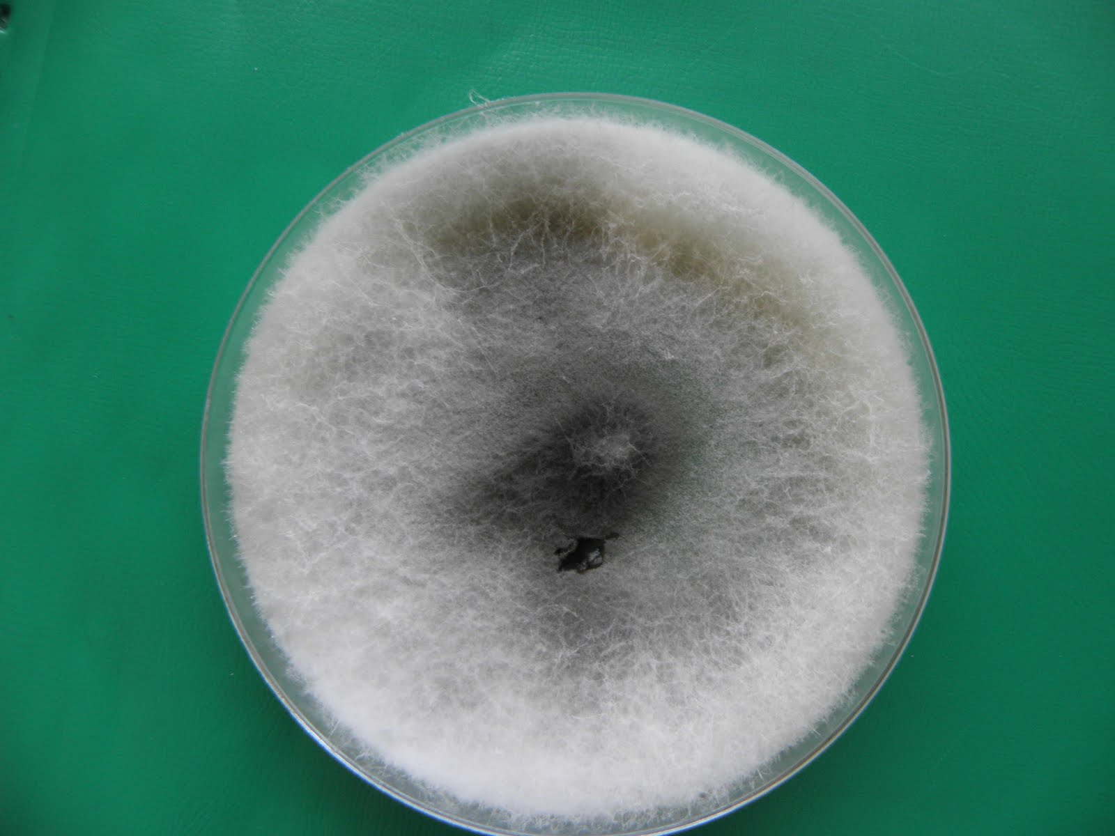 ATLAS MICOLOGIA: SCYTALIDIUM DIMIDIATUM (Neoscytalidium dimidiatum)