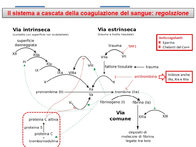 Emostasi e coagulazione
