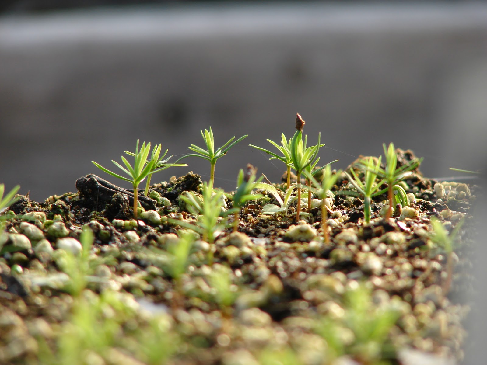Native in Nature: Culling Plants, and Culling in Nature