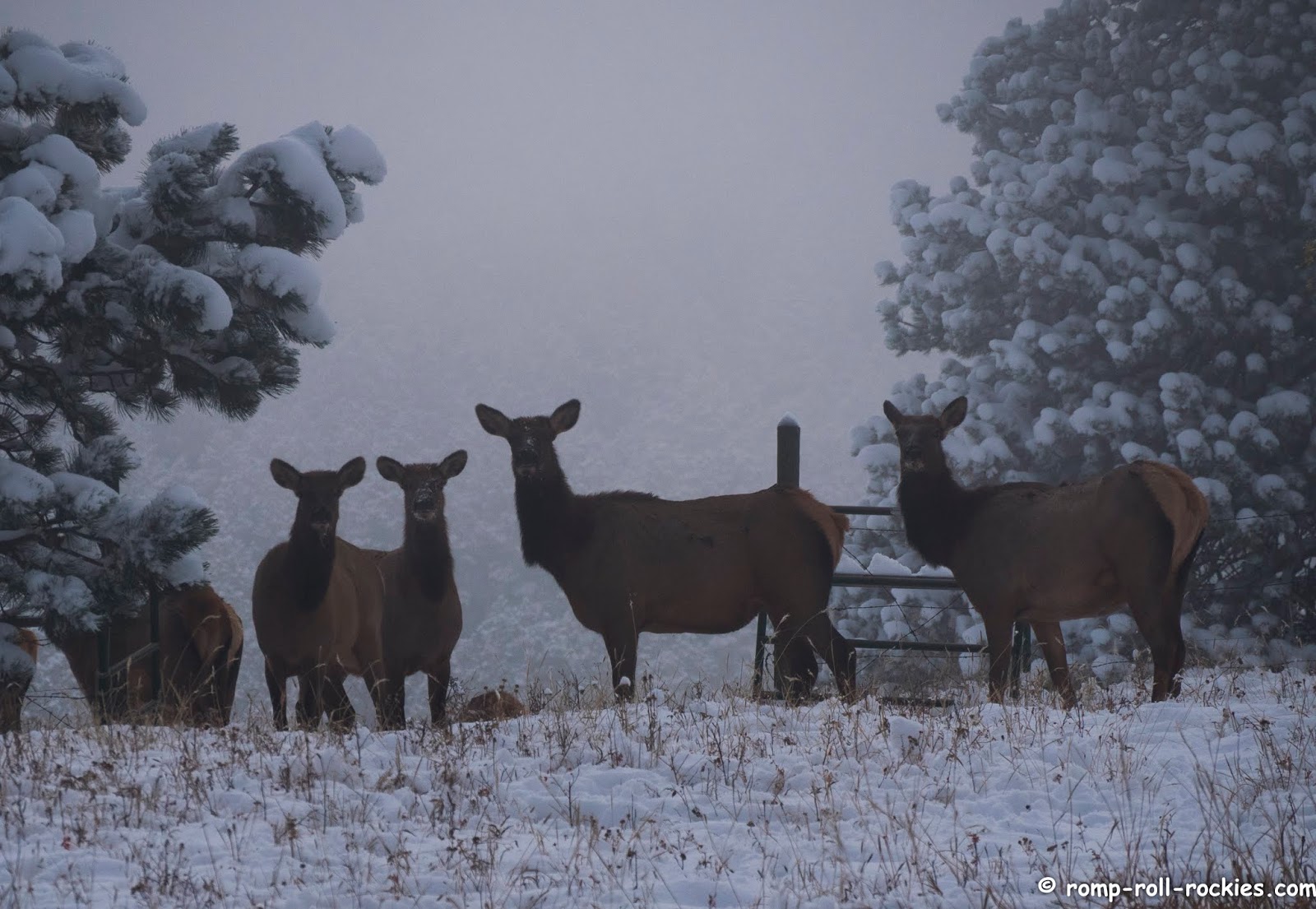 Romping and Rolling in the Rockies: Nature Friday - The Reality of ...