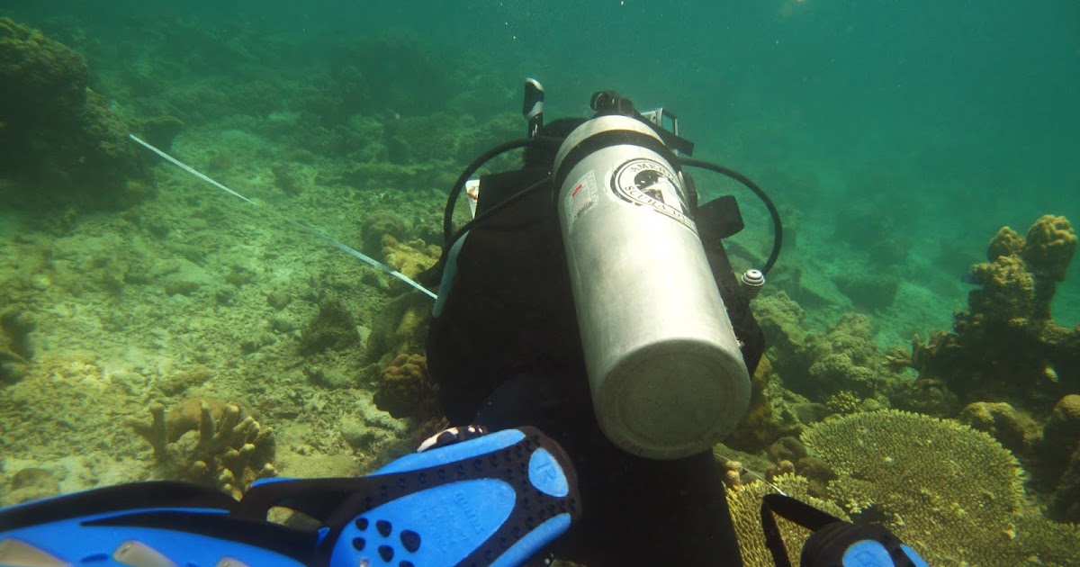 Pamacca: LINE INTERCEPT TRANSECT (LIT)