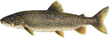 Adirondack Diver: Common Freshwater Fish in New York Part 3