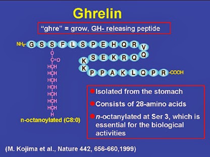 Linfei's Bio Blog: !!FOOD!! Podcast --- Ghrelin (Radio show ...