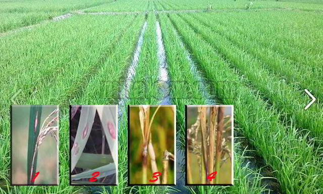 MENGENAL HAMA PENYAKIT TANAMAN PADI - SAUNGTANI