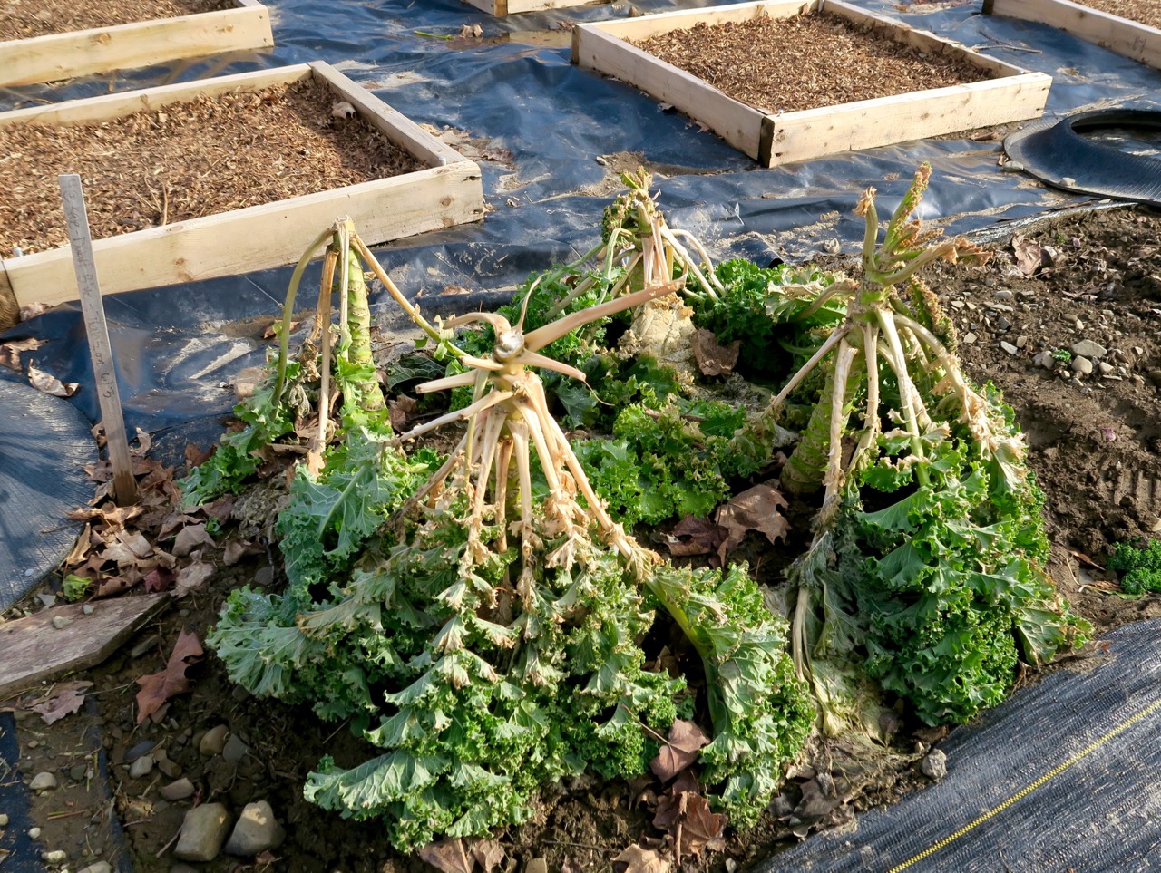 Minibed Gardening: A Kale & Broccoli Planting SchemeFor Minibeds-On-Plastic