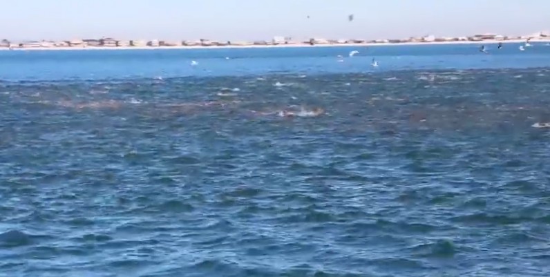 International Fishing News: VIDEO: filmed the biggest school of redfish ...
