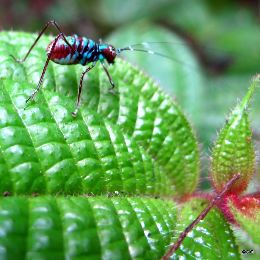 Nature Wonders Gershonized: Papua New Guinea collection of insects 9_2011