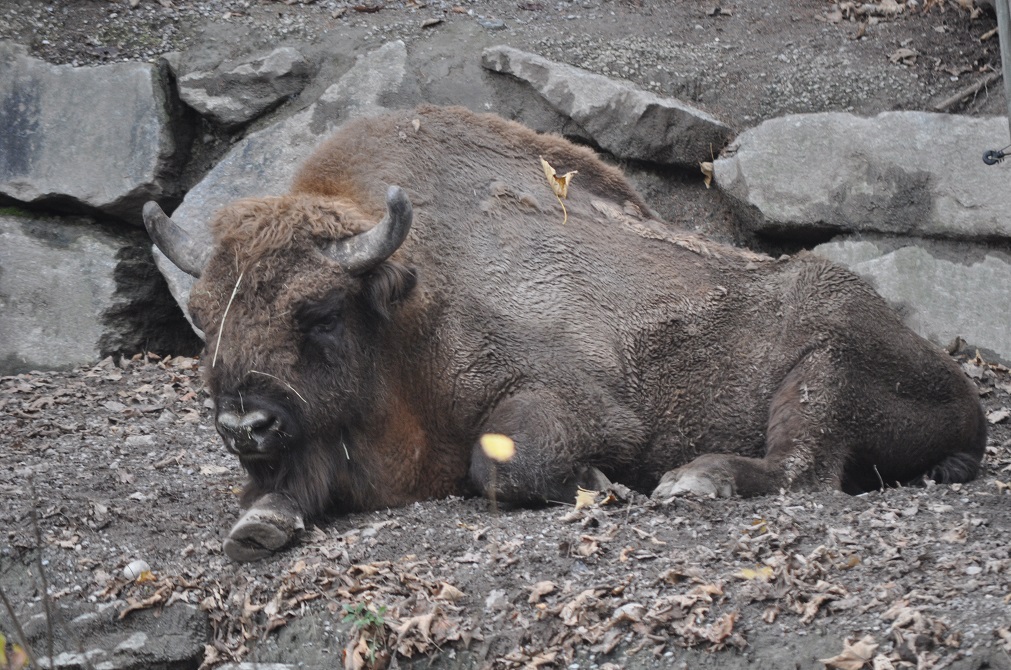 ZOOTOGRAFIANDO (6.100 ANIMALS): BISONTE EUROPEO / EUROPEAN BISON (Bison ...