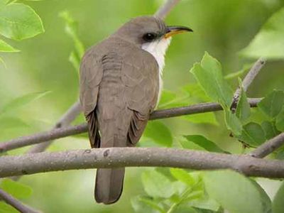 TΟ ΗΘΟΣ ΠΟΥ ΧΑΣΑΜΕ...: Ο κούκος ή κάλλιο αργά παρά ποτέ...