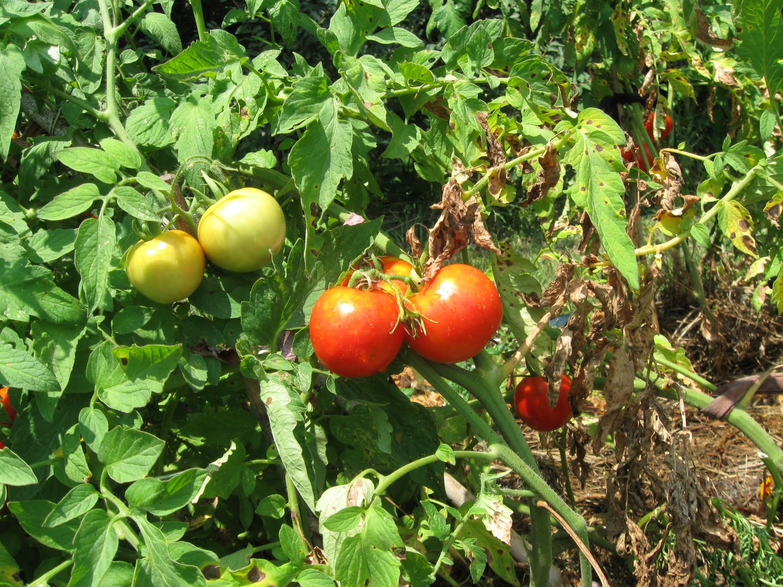 Growing Food in Florida: Tomato tomato tomatoe ... Variety!