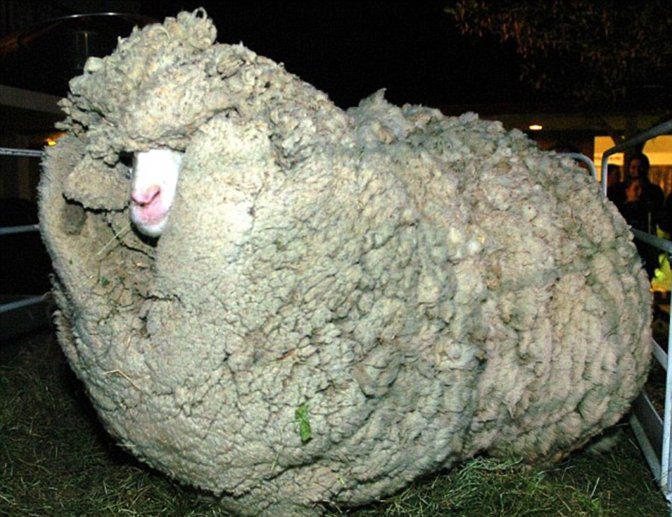 Amazing World News: Chris The Extremely Overgrown Australian Sheep ...