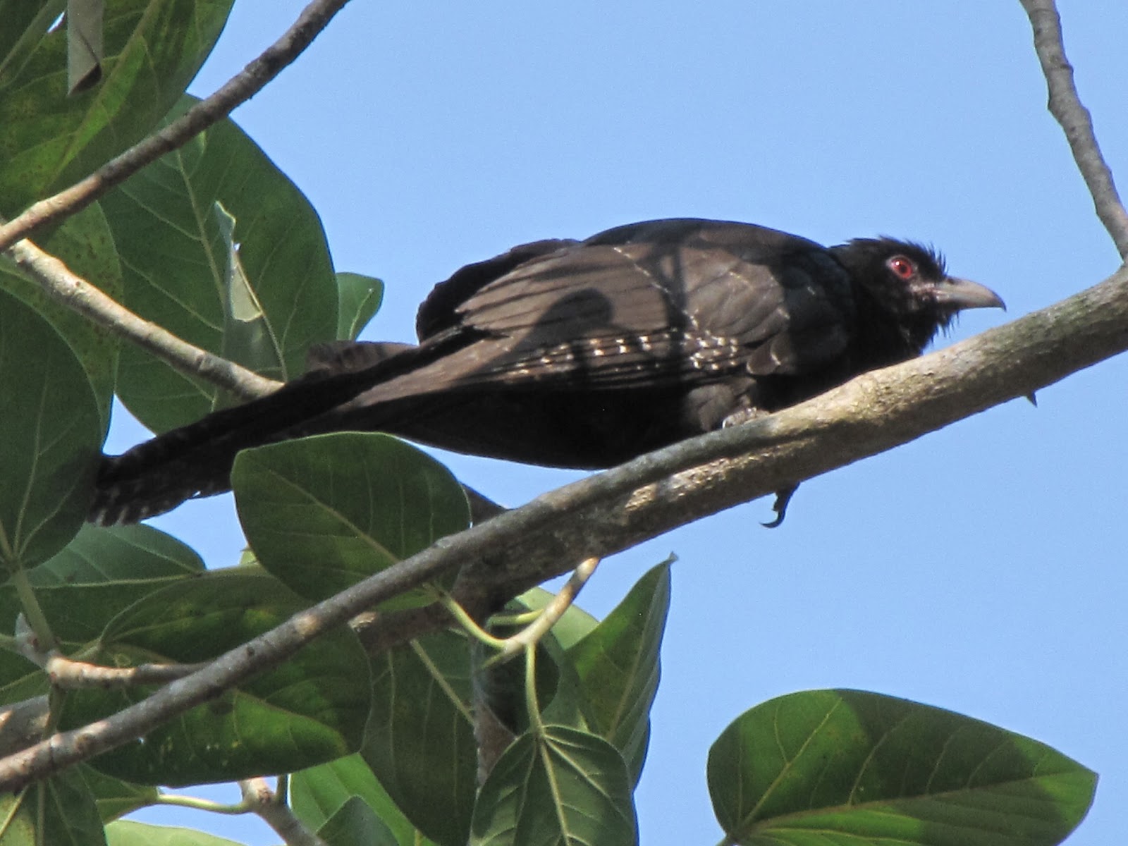Birds Of Western Ghat: Indian KU Ku male & female