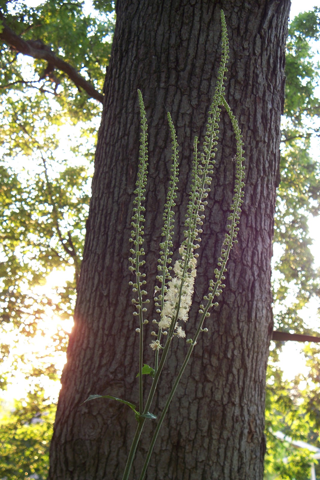 PlantPostings: Plant of the month:Cimicifuga (Actaea racemosa)