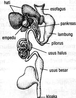 SISTEM PENCERNAAN PADA HEWAN - Biologi Buanget