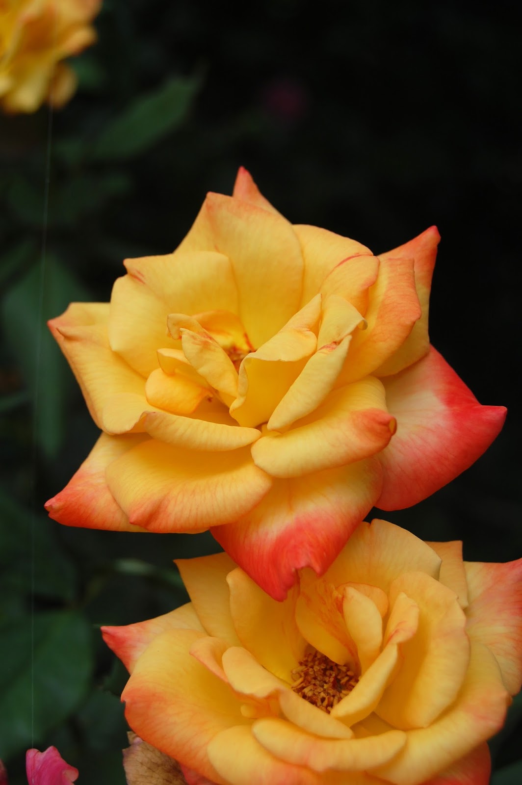 Donna and the Bears: Flowers Everywhere