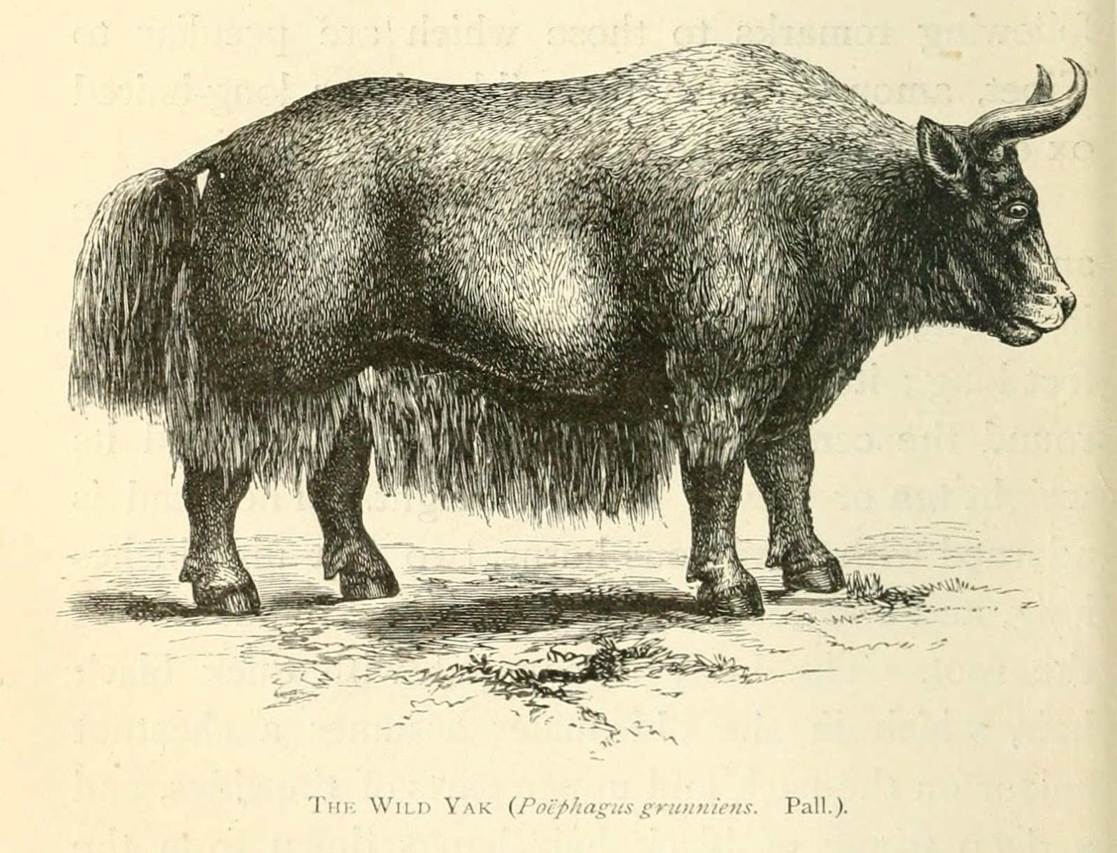 Biodiversity Heritage Library for Europe: Spotlight: the exploration of ...