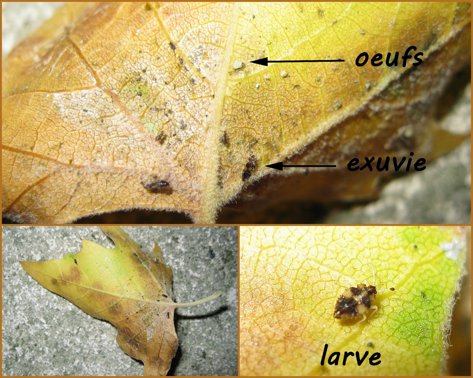 Les Cogitations de Colochat: Punaise, une dentelière sur ma fenêtre ...