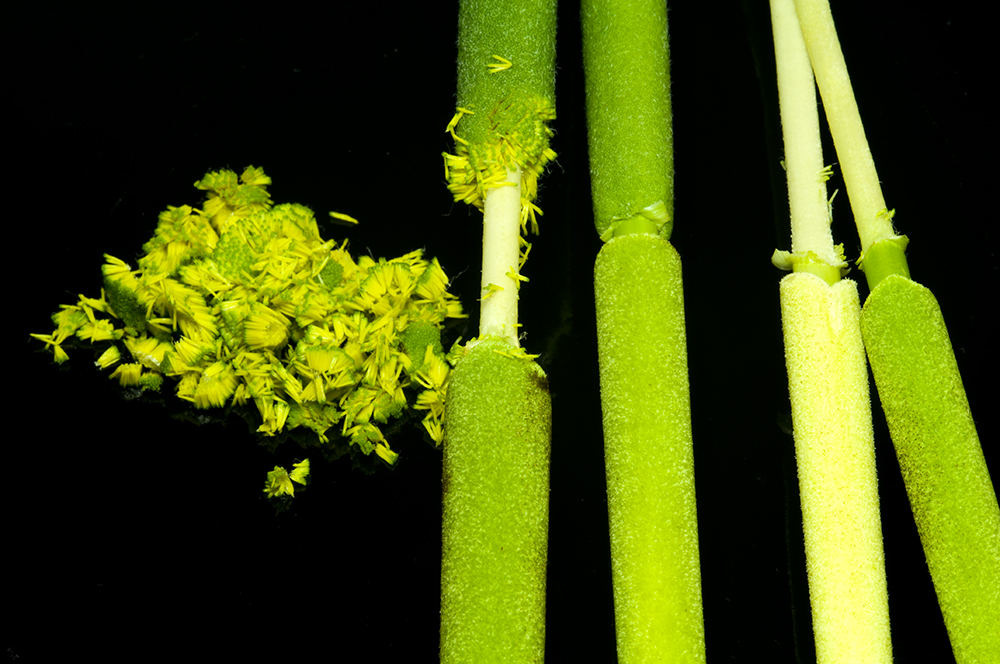 The 3 Foragers: Foraging for Wild, Natural, Organic Food: Cattail ...