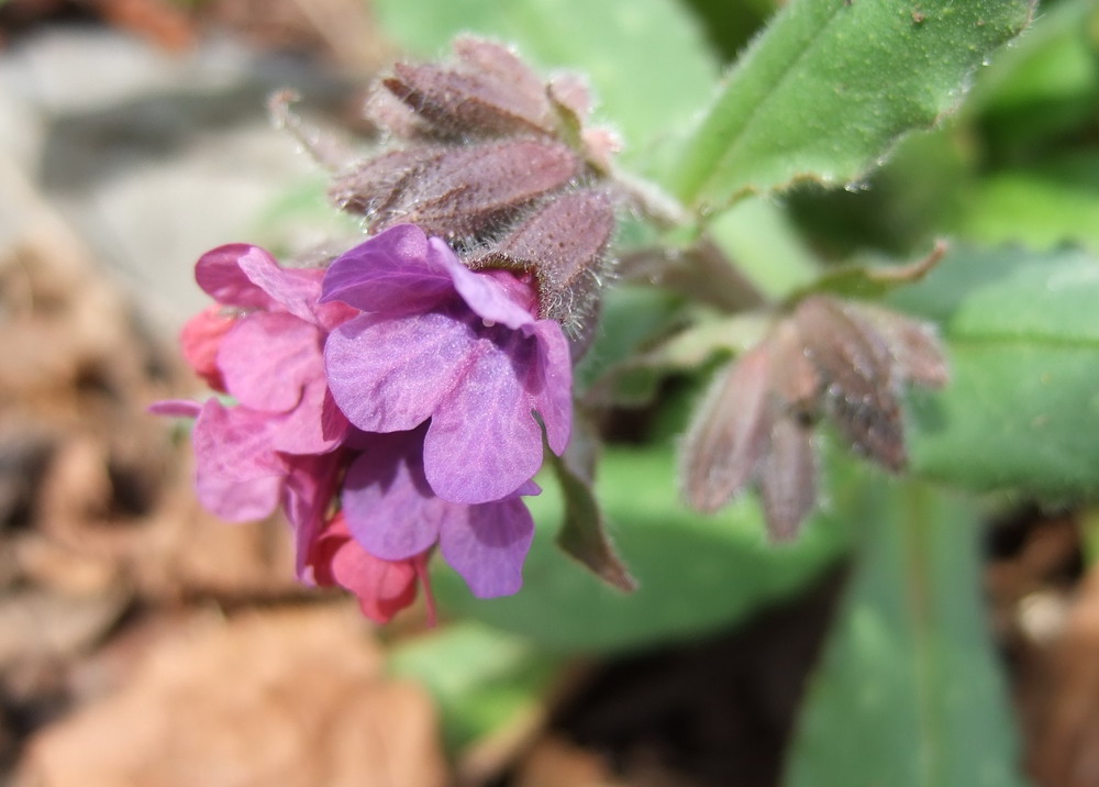 Susannes Blomster Café: Lungeurt