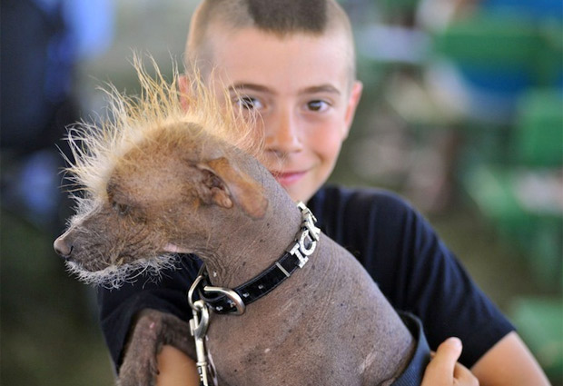 LOS PERROS MAS RAROS DEL MUNDO