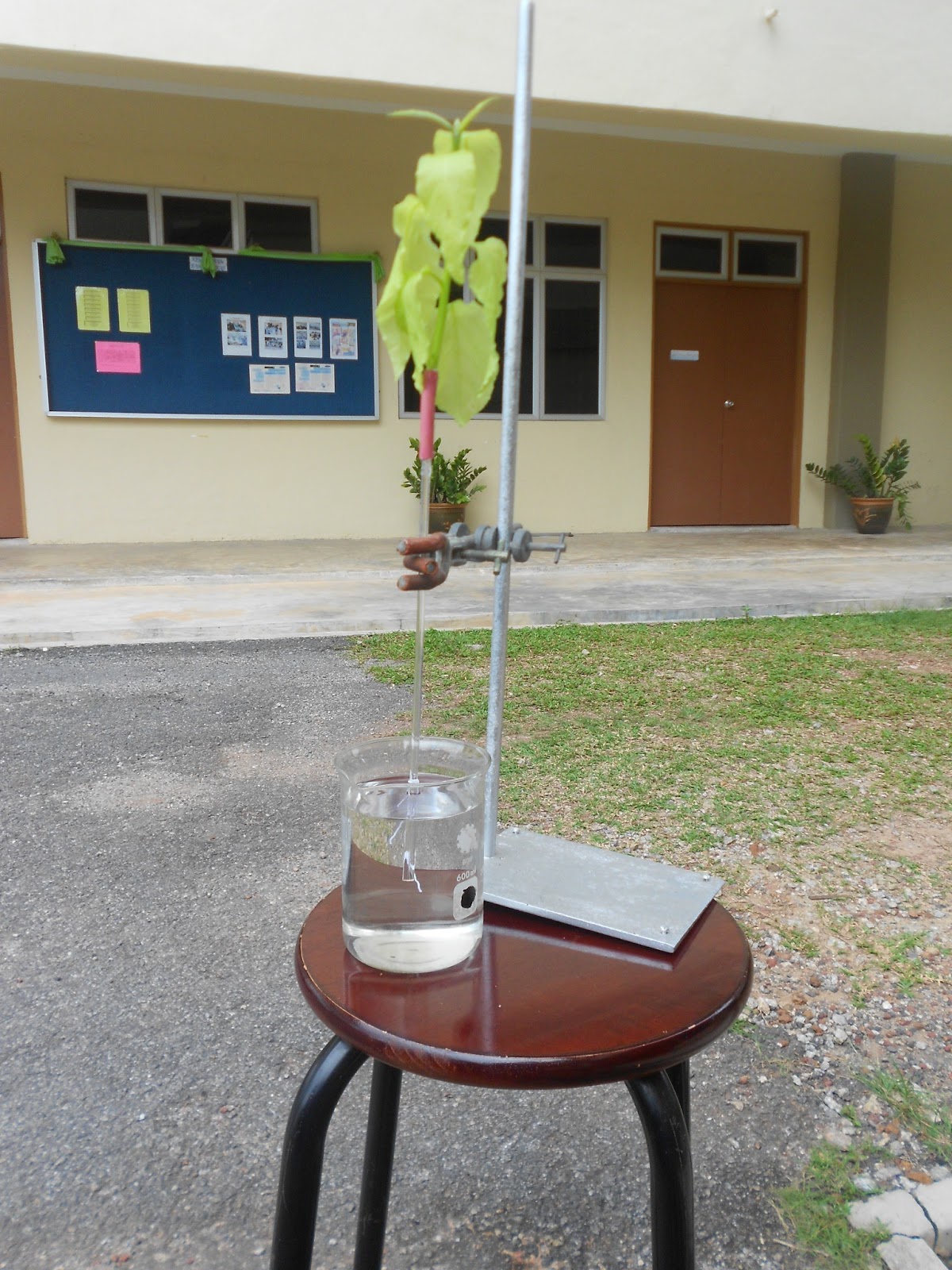 PANITIA BIOLOGI SMKASR: Transpiration Experiment - Potometer
