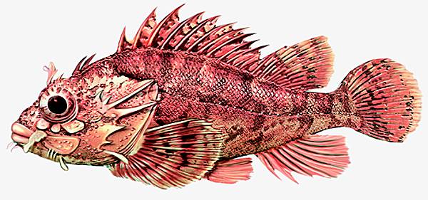 VOCE DI RUTALI....la suite: Une recette de rascasse... (proposée par Ysus)