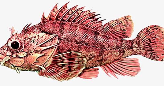 VOCE DI RUTALI... è d'altrò: Une recette de rascasse... (proposée par Ysus)