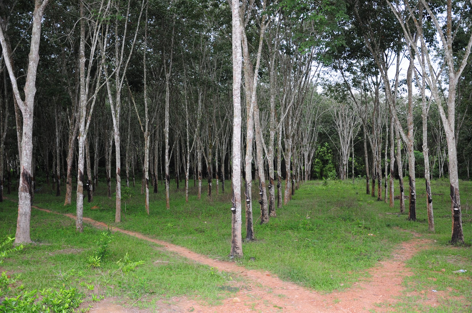 Rahsia Tanaman : Getah (Hevea brasiliensis)