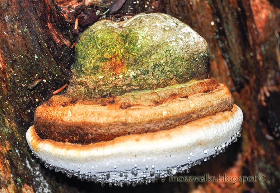 Walks with Moss: Yellow Jacket, Devil Club and Slide Alder Extravaganza!