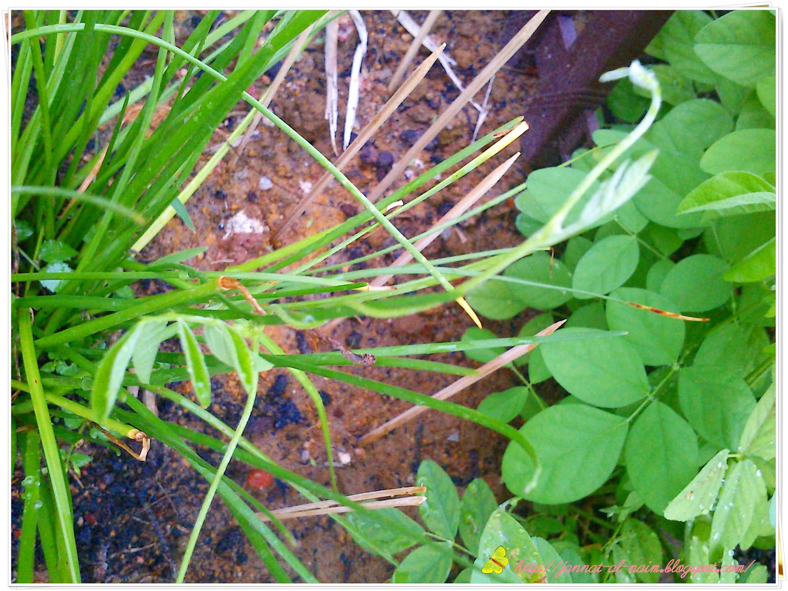 Jannat al Na'im: Terbelit sulur sendiri