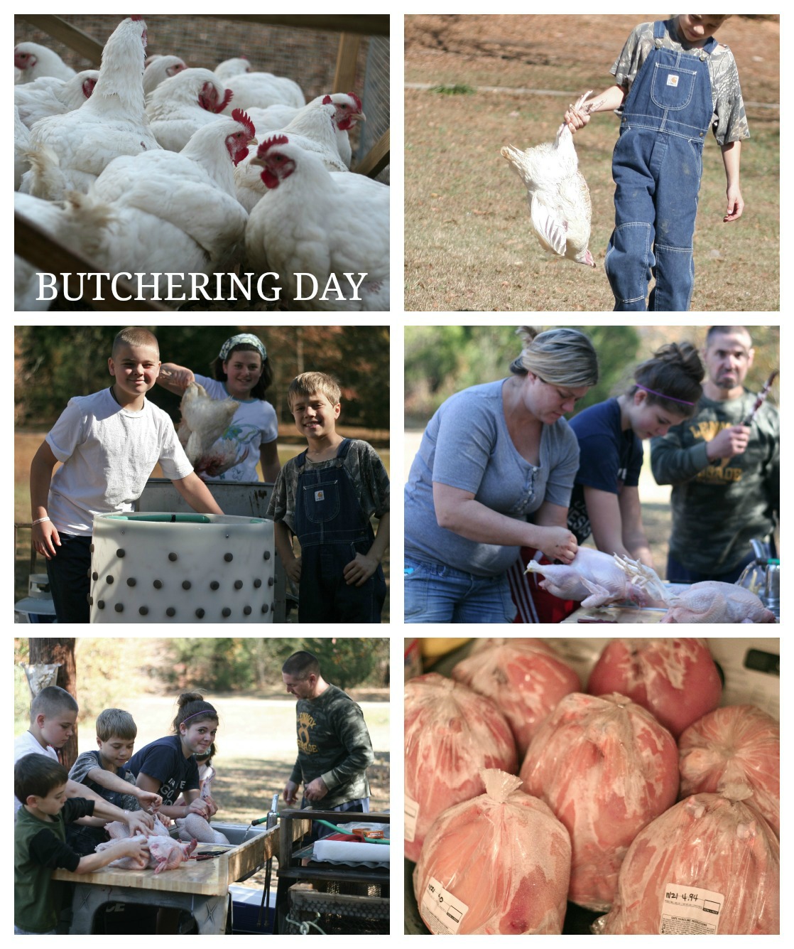 Kornerstone Farms: Broiler Processing Day